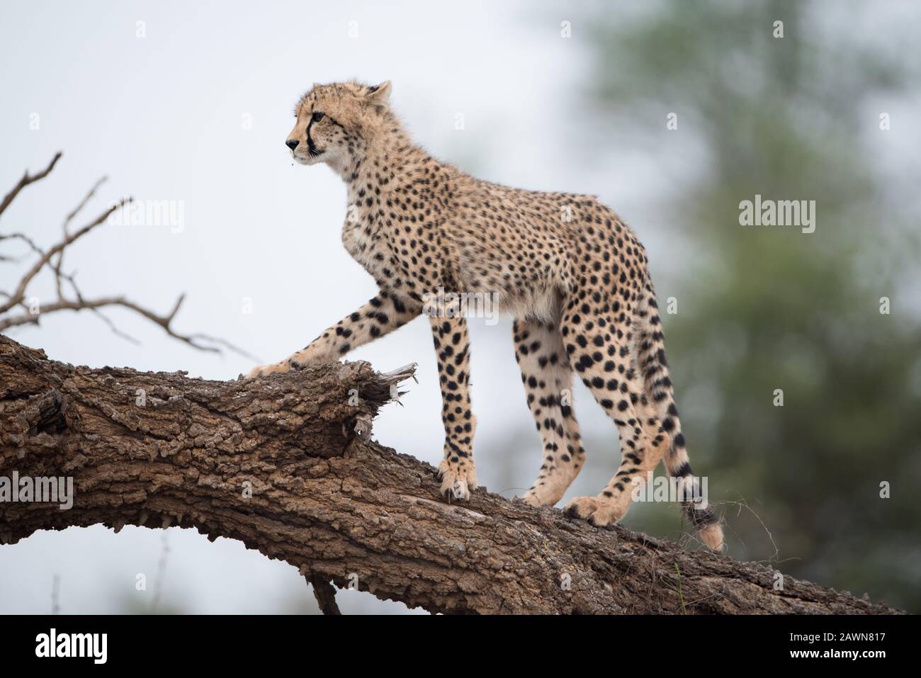 Cheetah on a branch hi-res stock photography and images - Alamy