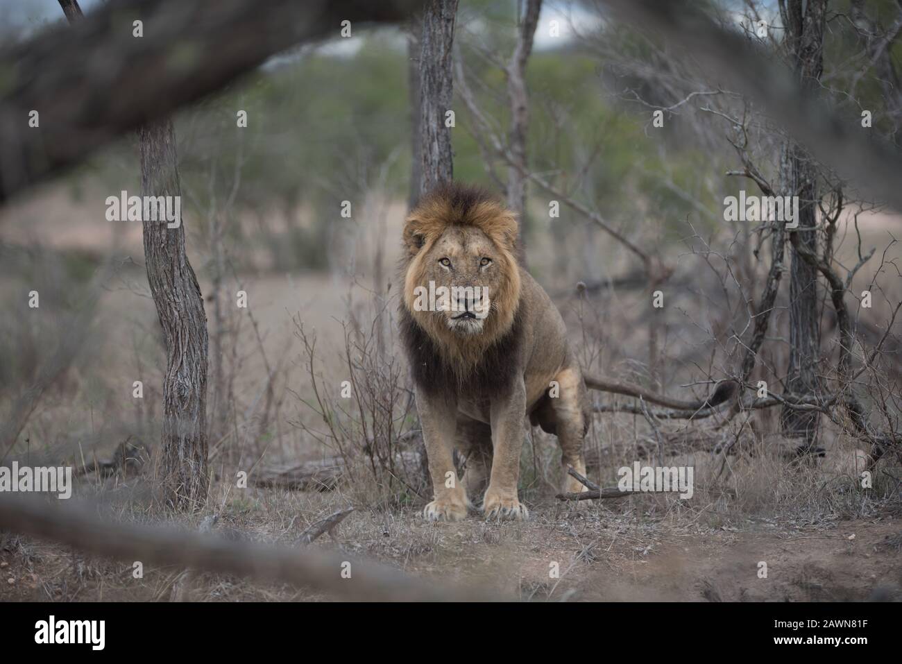 Fierce-looking male lion with a blurred background Stock Photo - Alamy
