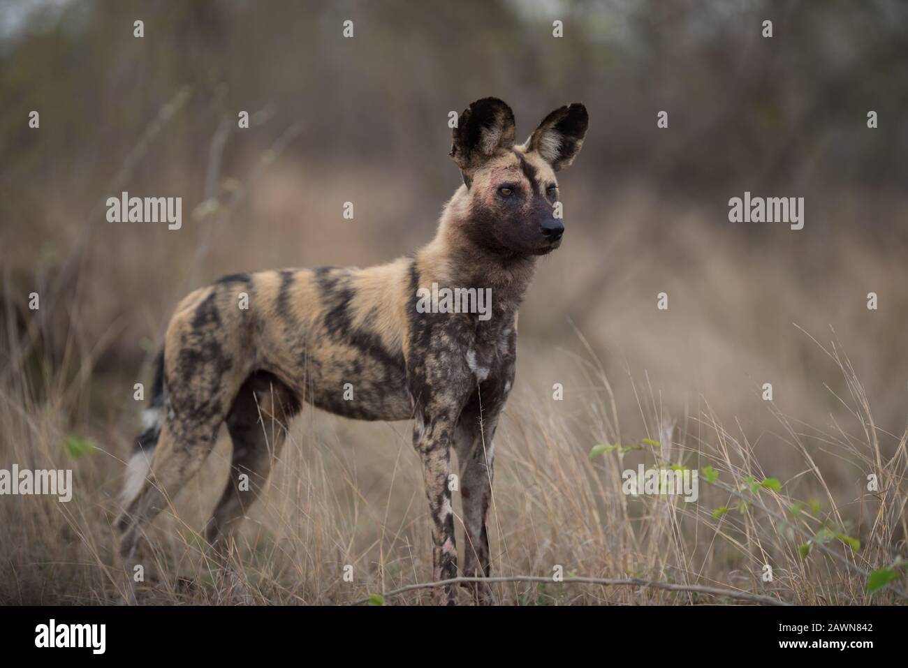 African wild dog standing on the bush field ready to hunt Stock Photo ...