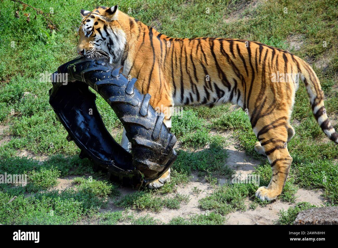 Young Ussurian Tiger Playing with Tire Stock Photo - Alamy