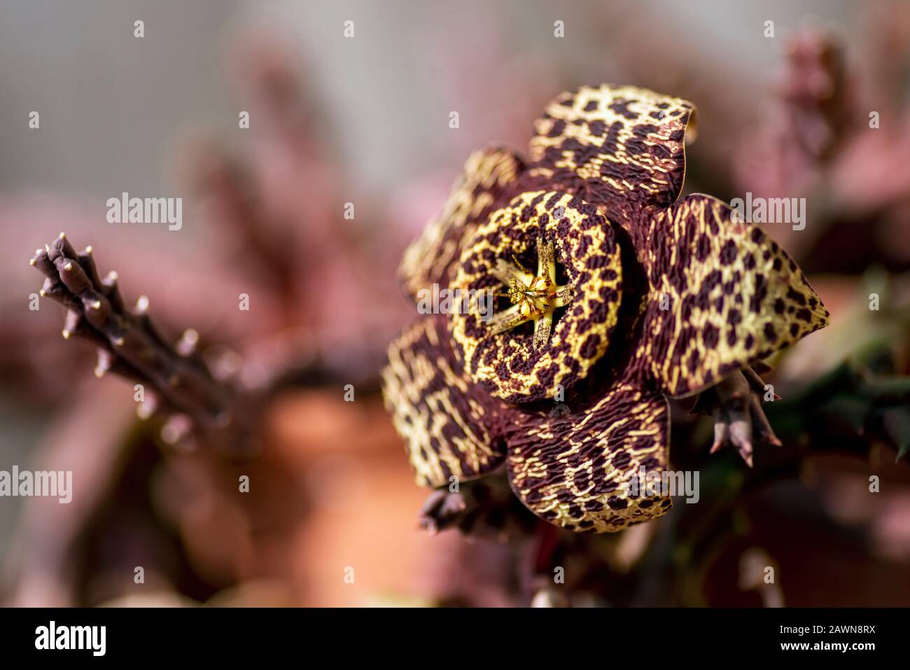 Starfish cactus hi-res stock photography and images - Alamy