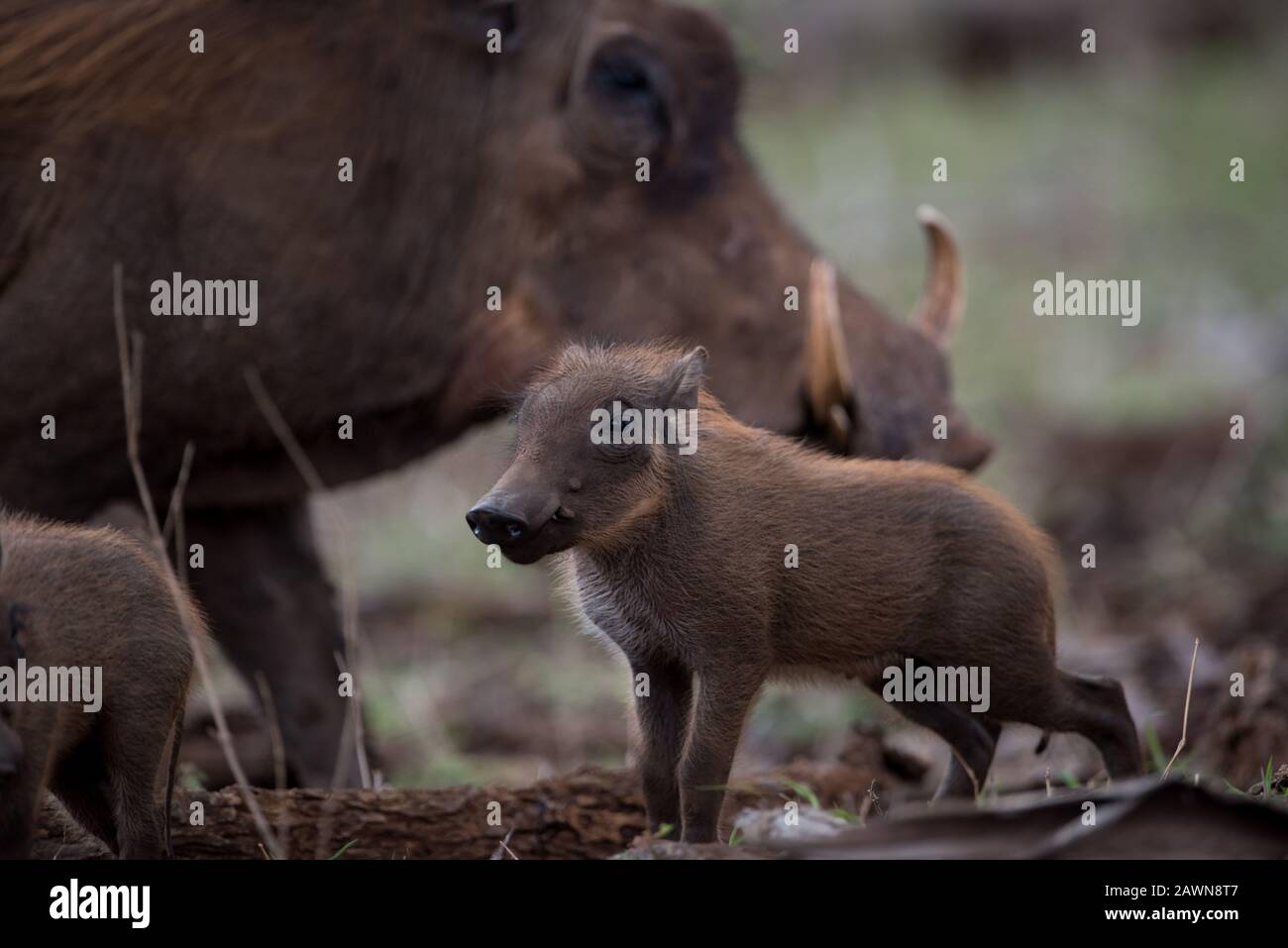 African wild boar hi-res stock photography and images - Alamy