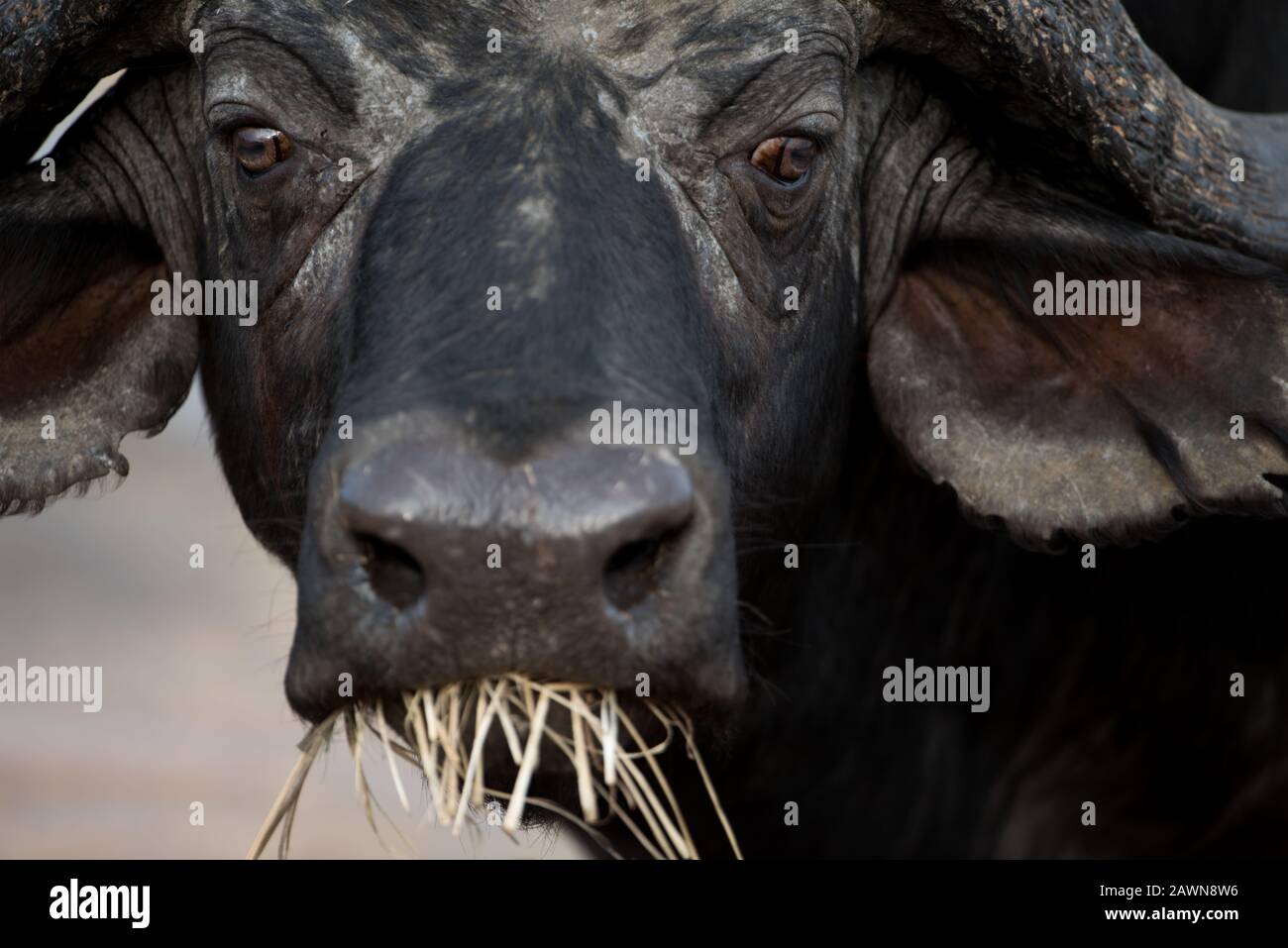 Cape buffalo eating grasses hi-res stock photography and images - Alamy