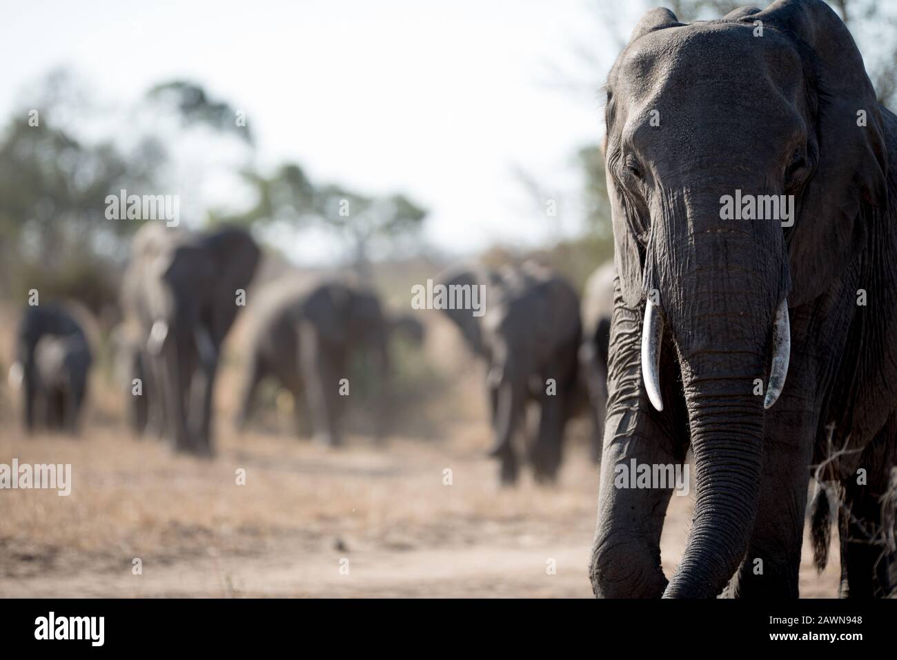Selective focus shot of an african elephant walking with the herd Stock ...