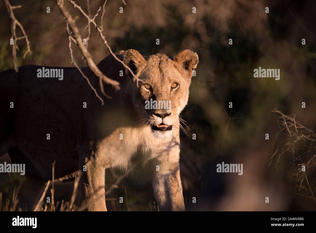 Female lion hunting for a prey Stock Photo - Alamy