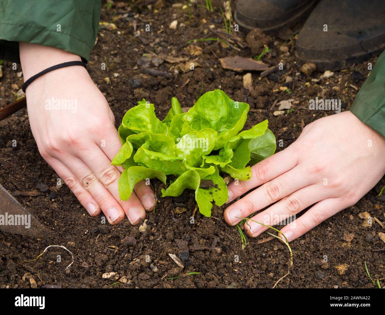 Person planting vegetables in the soil during daytime Stock Photo - Alamy