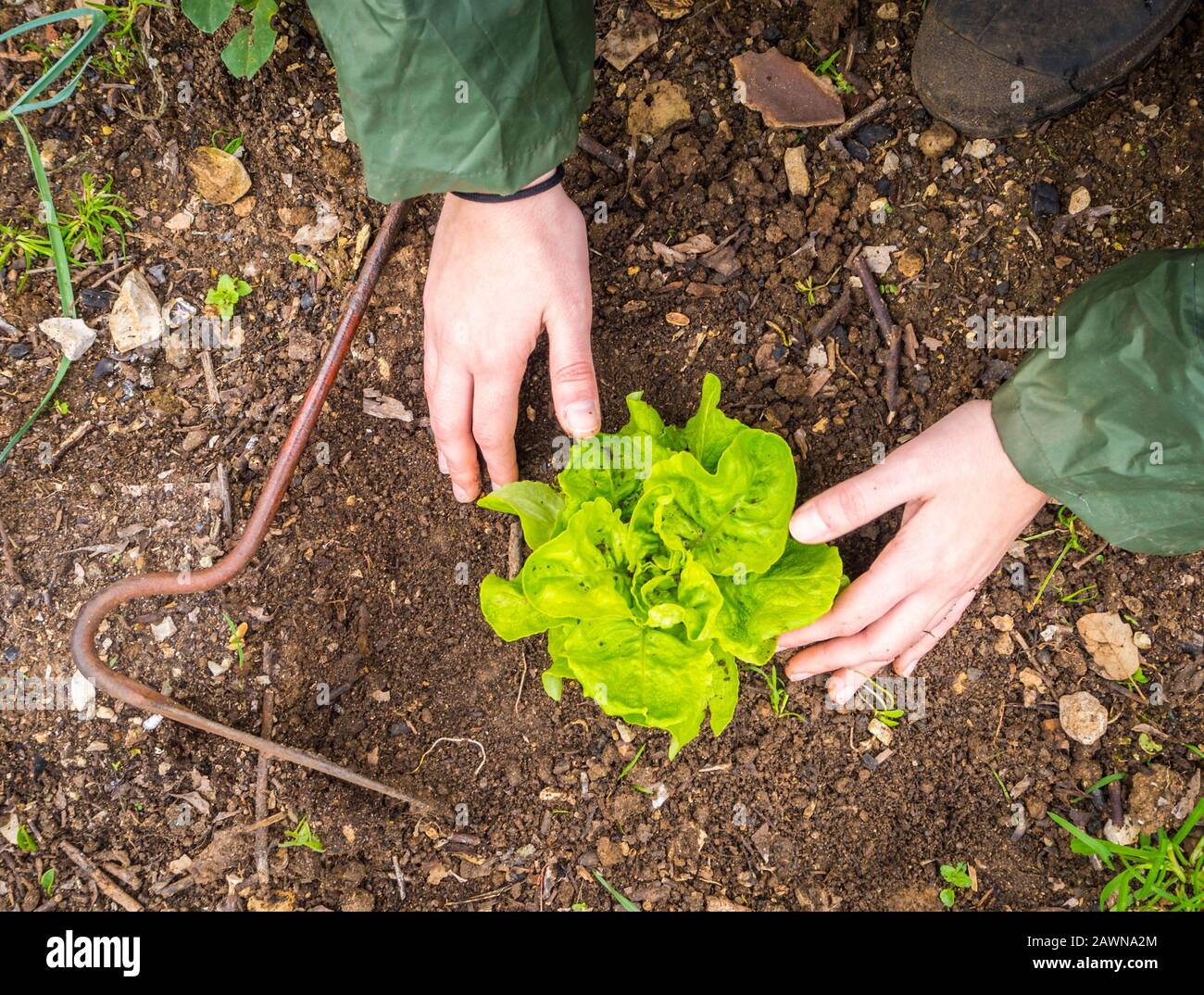 Person planting vegetables in the soil during daytime Stock Photo - Alamy