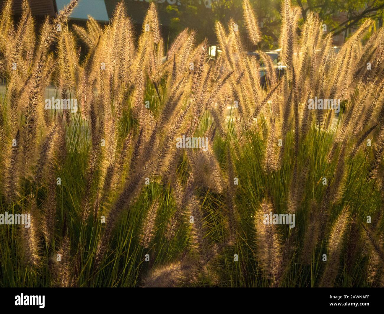 Field of sweet grass during daytime - great for a beautiful wallpaper ...