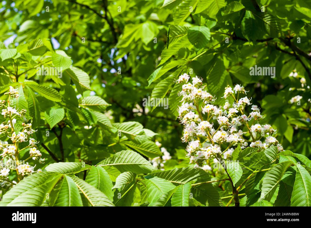 Flowering branches of chestnut Castanea sativa tree, and blue sky Stock ...