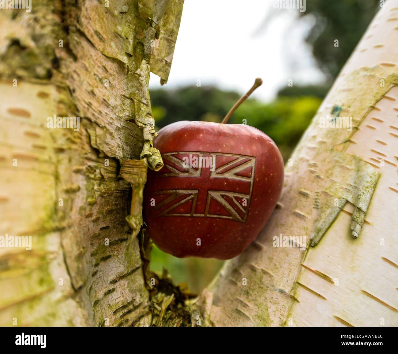 An apple with a British union jack flag on in an English garden Stock ...
