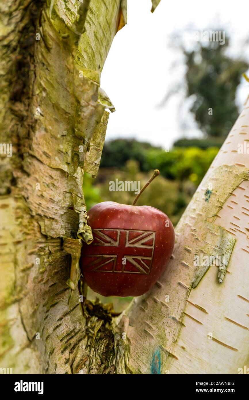 An apple with a British union jack flag on in an English garden Stock ...