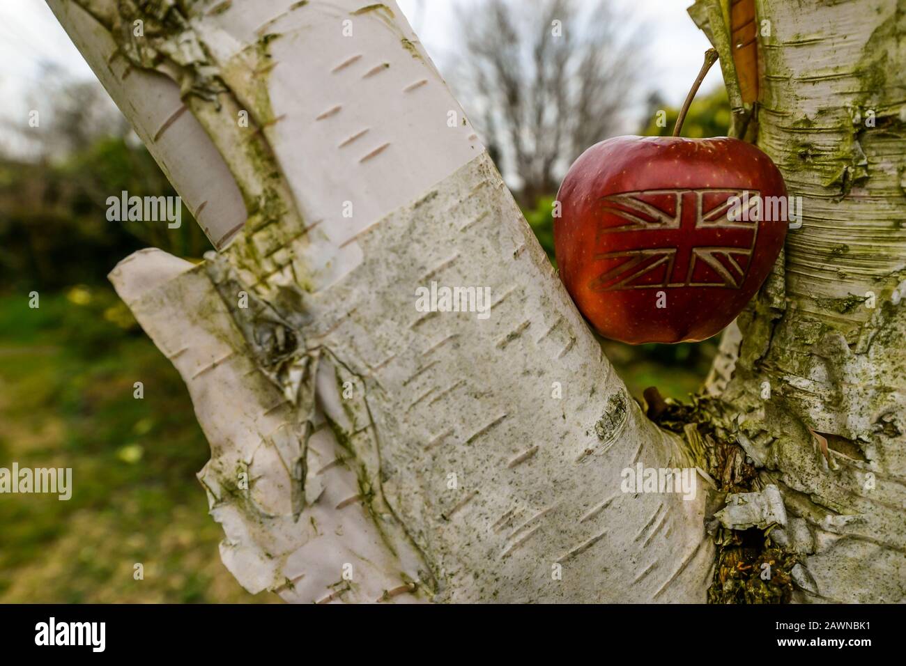 An apple with a British union jack flag on in an English garden Stock ...