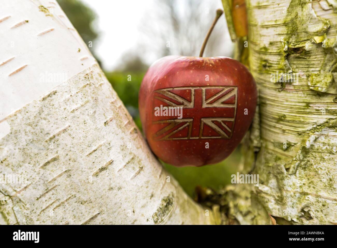 An apple with a British union jack flag on in an English garden Stock ...