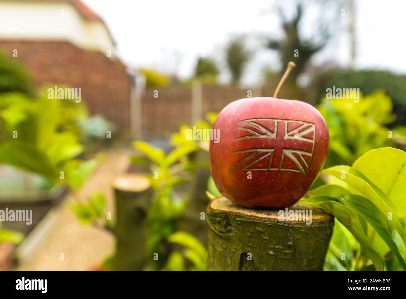 An apple with a British union jack flag on in an English garden Stock ...
