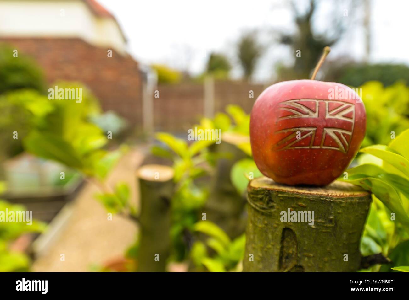 An apple with a British union jack flag on in an English garden Stock ...