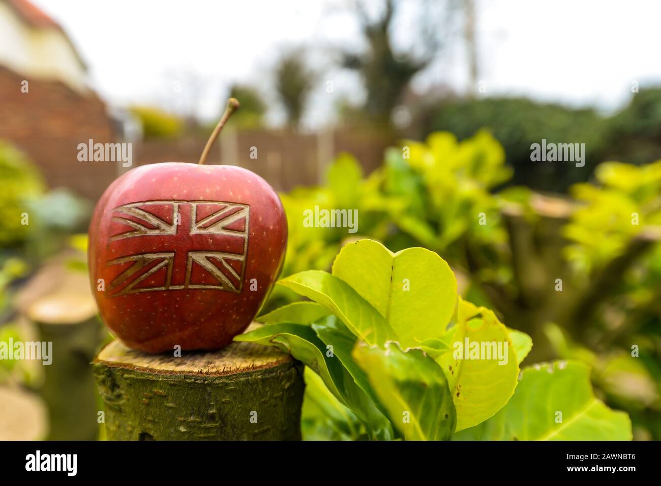 An apple with a British union jack flag on in an English garden Stock ...