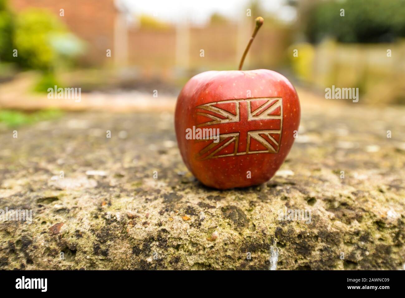 An apple with a British union jack flag on in an English garden Stock ...