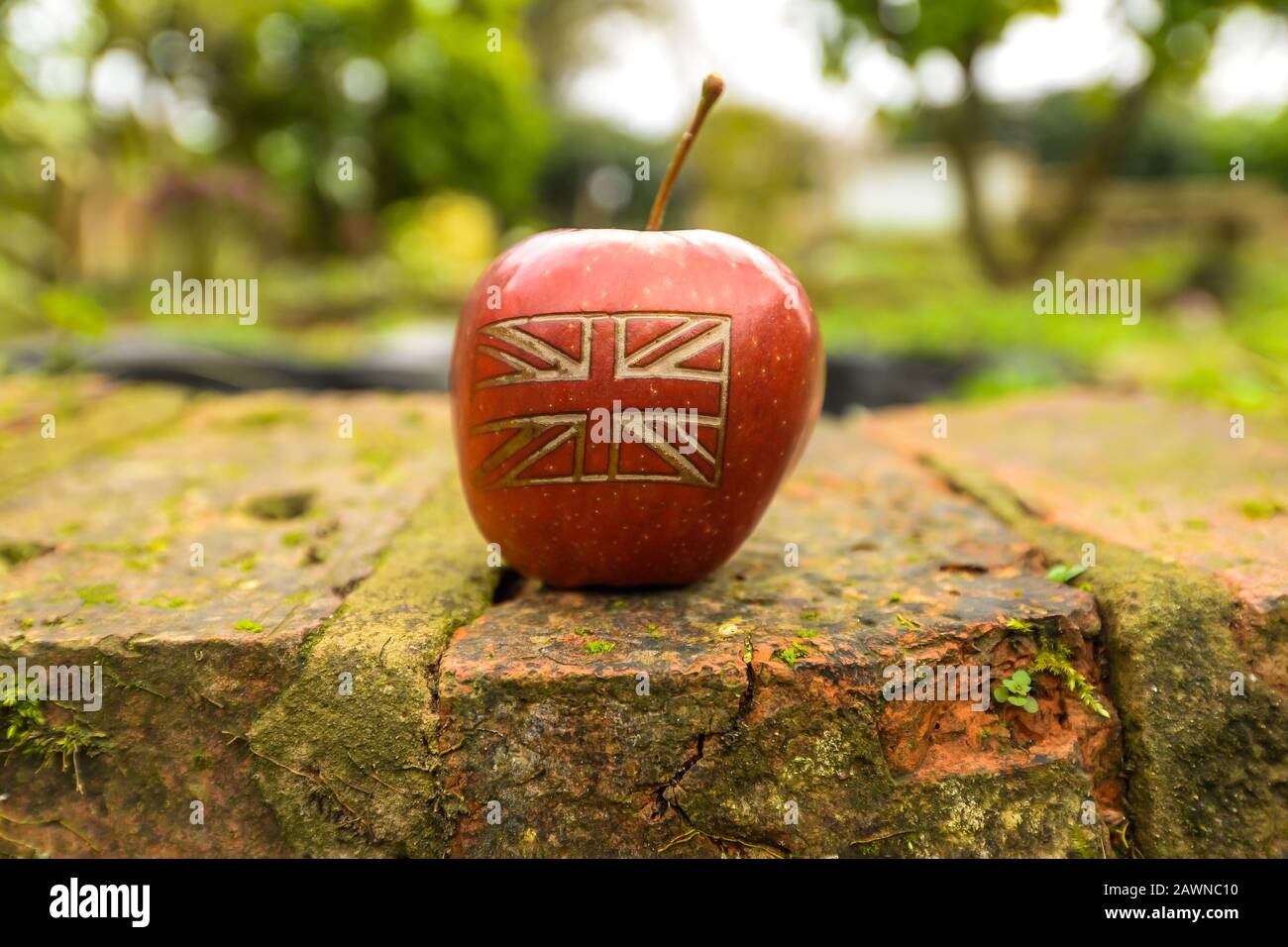 An apple with a British union jack flag on in an English garden Stock ...
