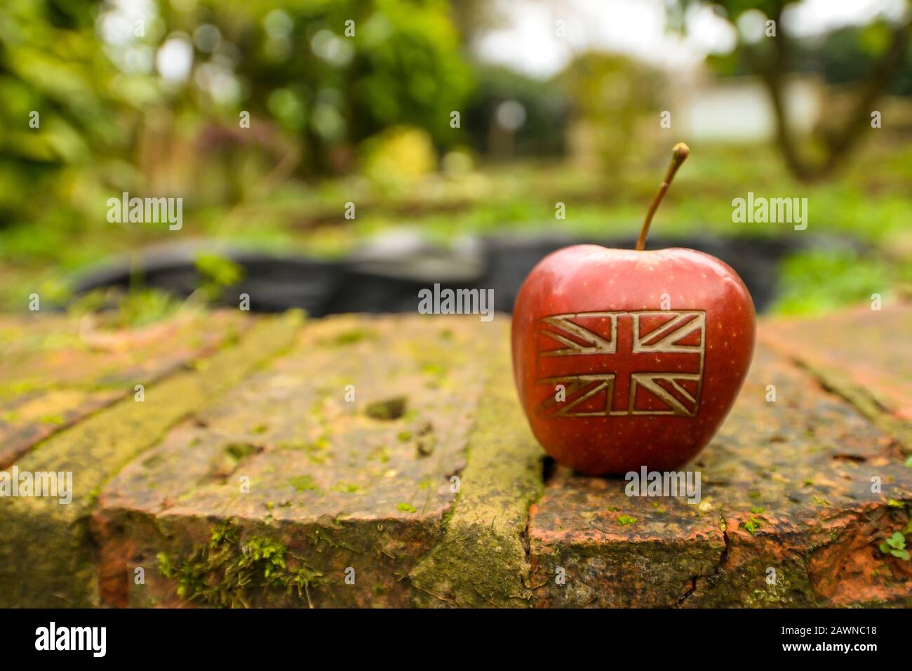 An apple with a British union jack flag on in an English garden Stock ...