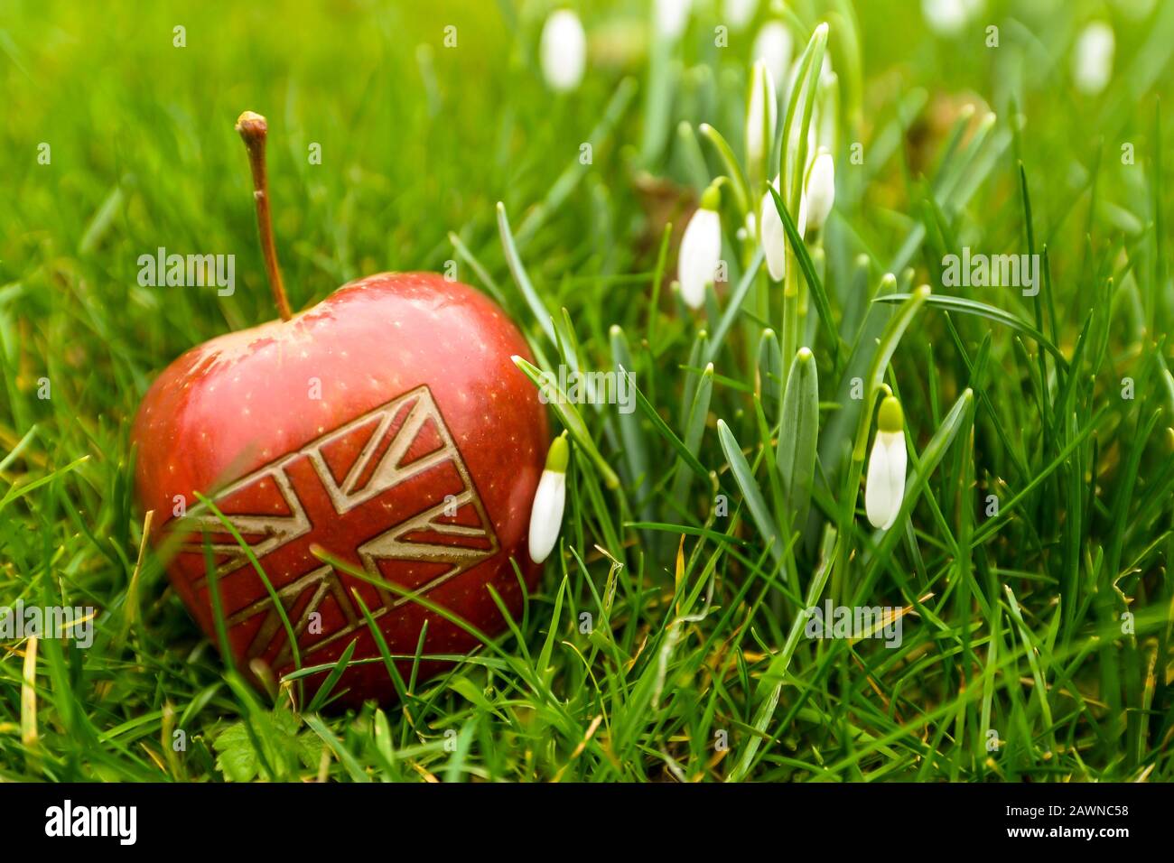 An apple with a British union jack flag on in an English garden Stock ...