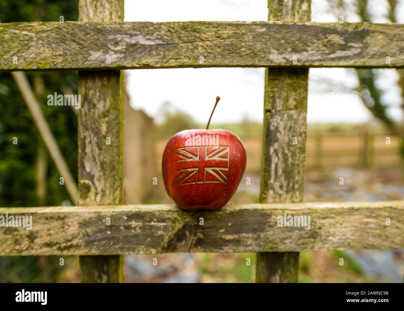 An apple with a British union jack flag on in an English garden Stock ...