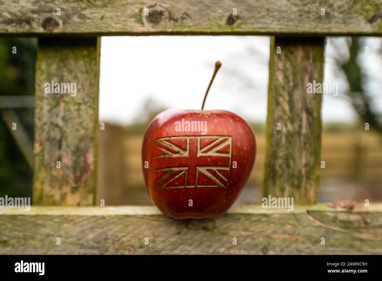 An apple with a British union jack flag on in an English garden Stock ...