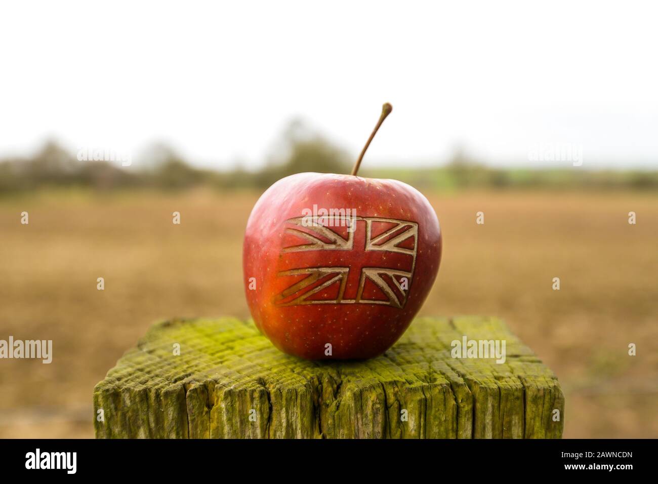An apple with a British union jack flag on in an English garden Stock ...