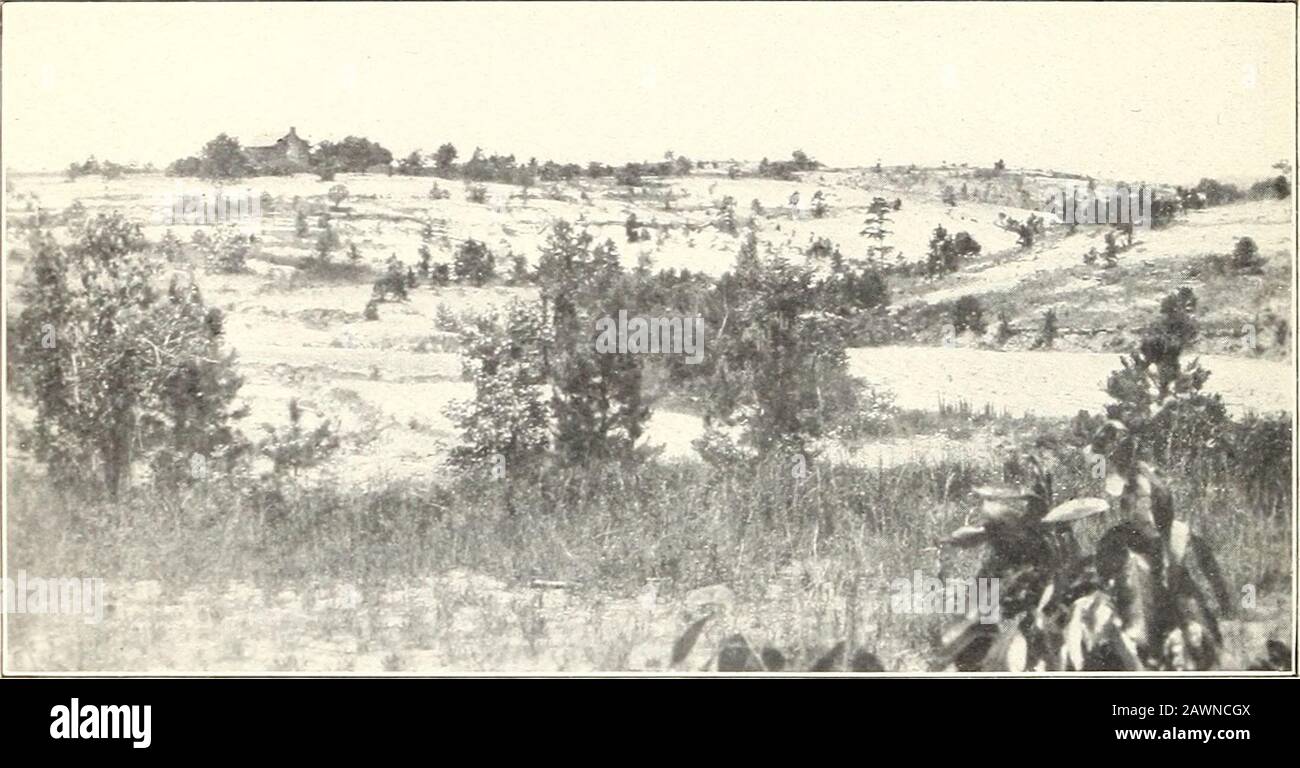 Soil erosion in the South . Trees in Gully, Checking Erosion and ...