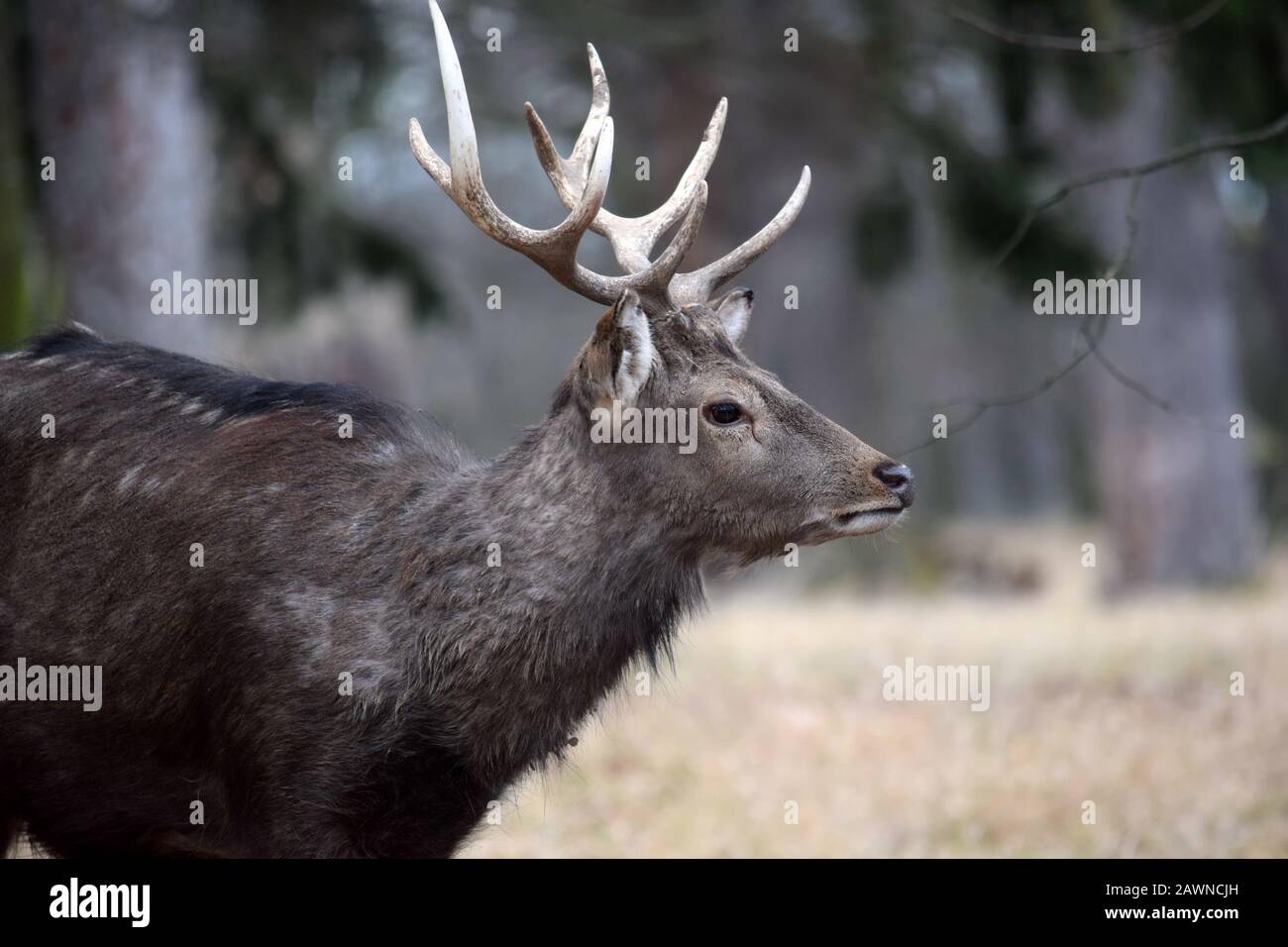 Deer side view in road hi-res stock photography and images - Alamy