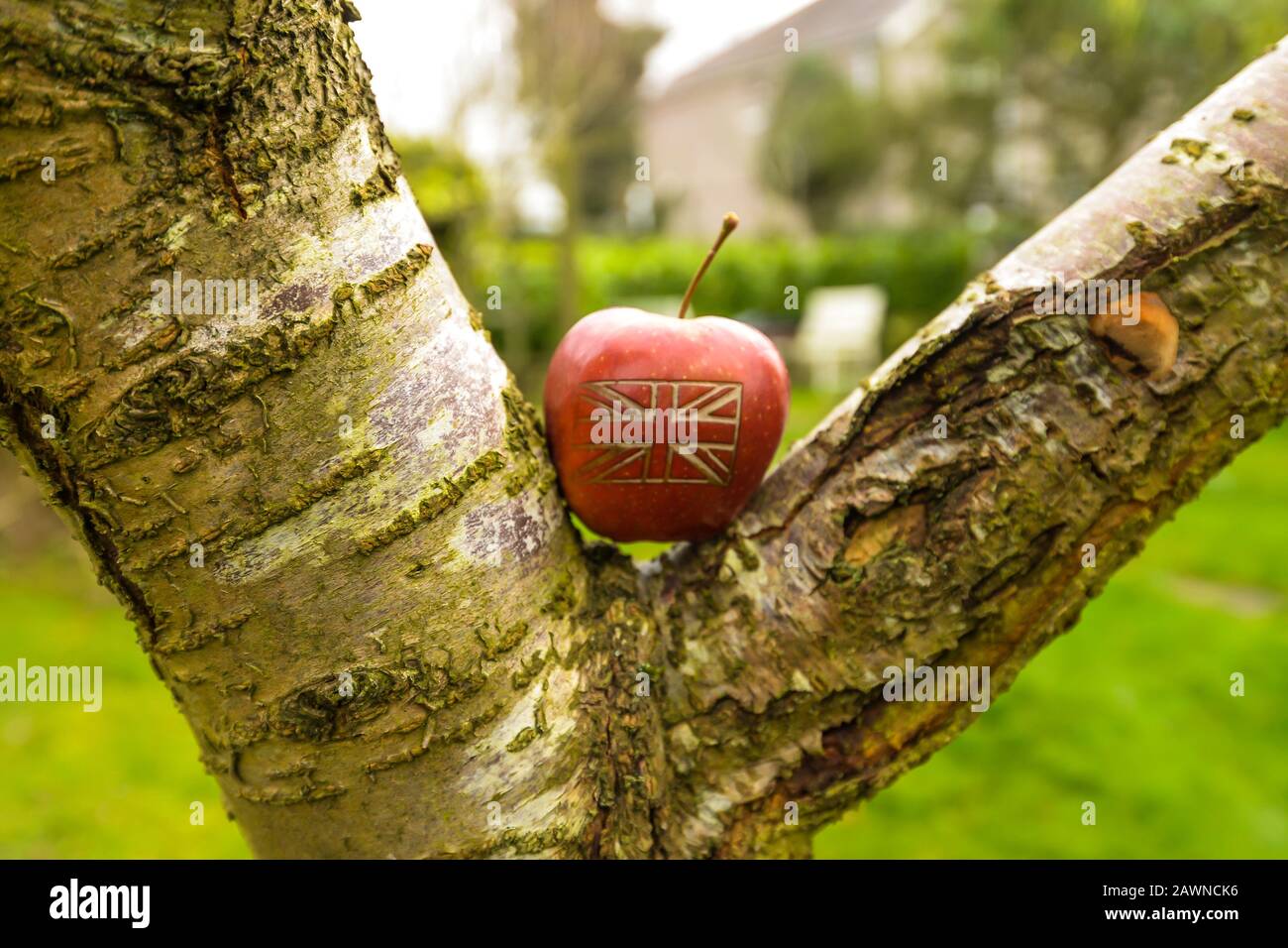 An apple with a British union jack flag on in an English garden Stock ...