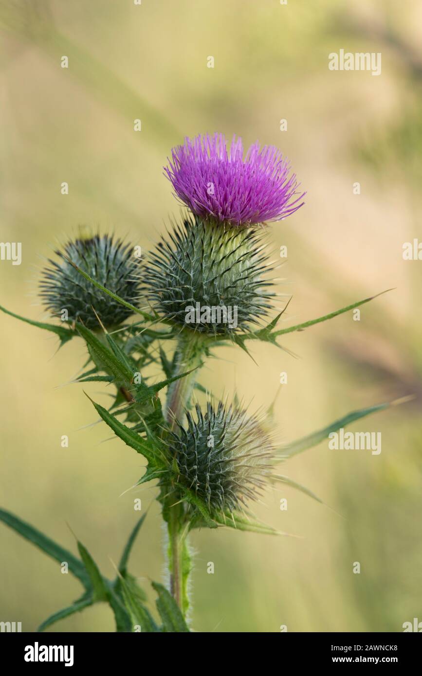 Thistle scotland emblem hi-res stock photography and images - Alamy