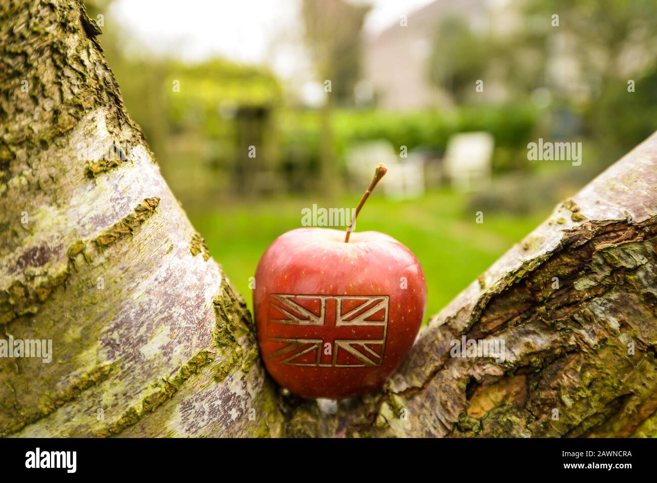 An apple with a British union jack flag on in an English garden Stock ...