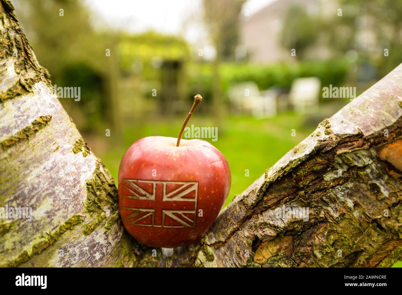 An apple with a British union jack flag on in an English garden Stock ...