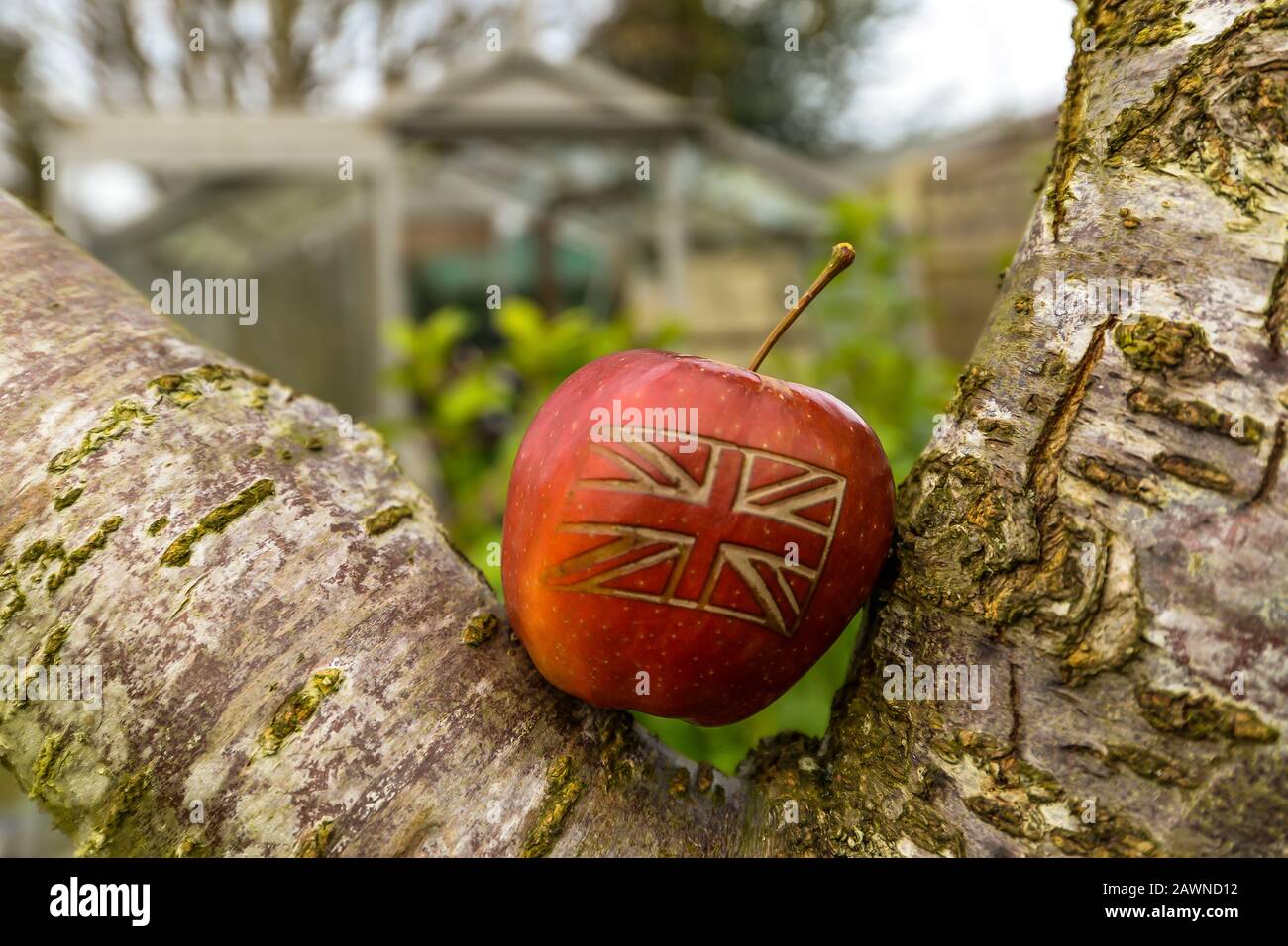 An apple with a British union jack flag on in an English garden Stock ...