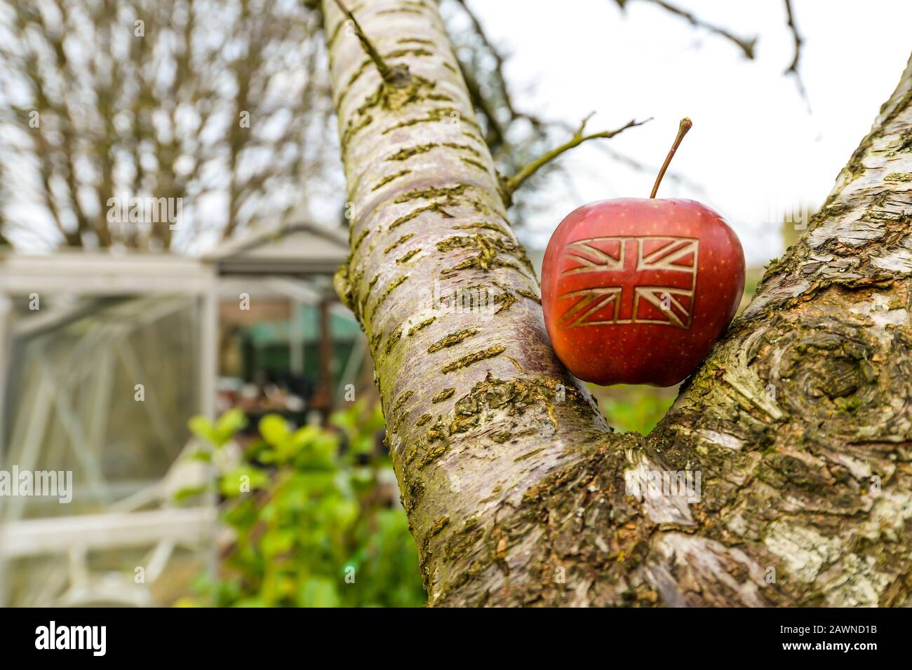 An apple with a British union jack flag on in an English garden Stock ...