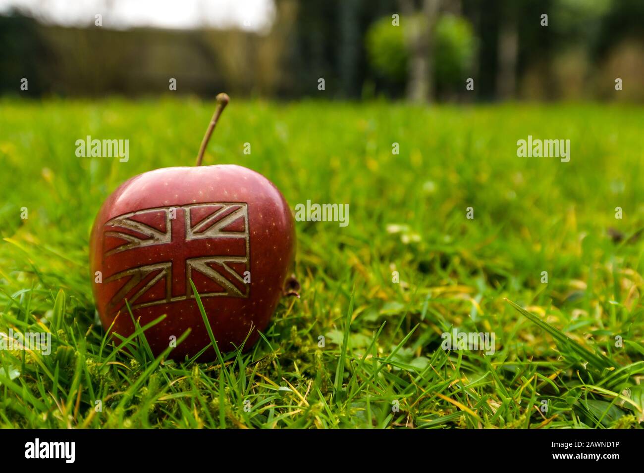 An apple with a British union jack flag on in an English garden Stock ...