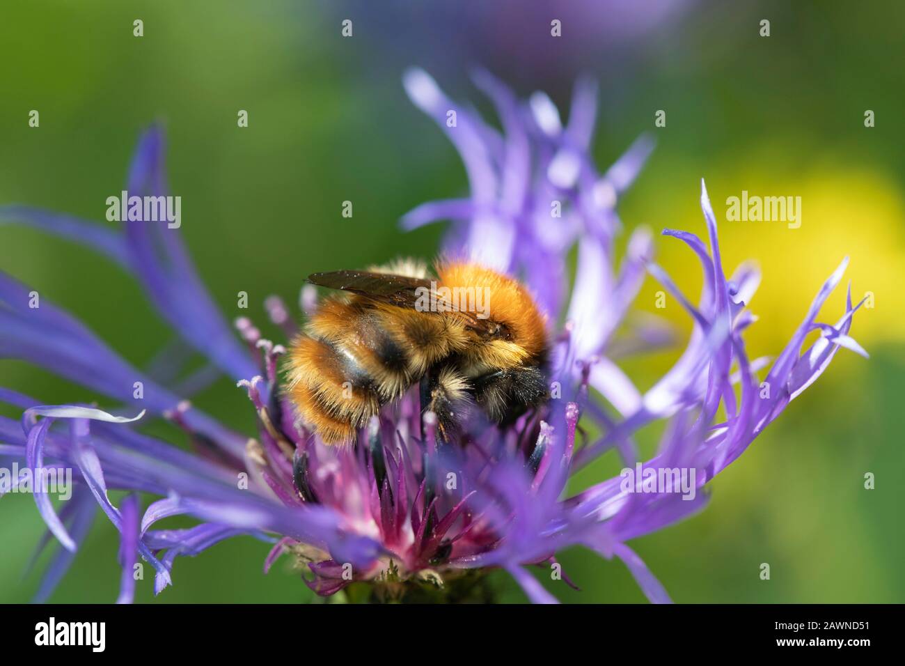 Moss carder bumblebee hi-res stock photography and images - Alamy