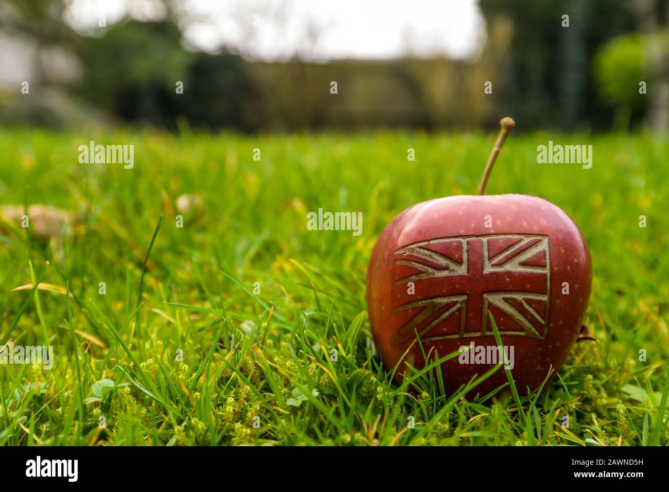 An apple with a British union jack flag on in an English garden Stock ...