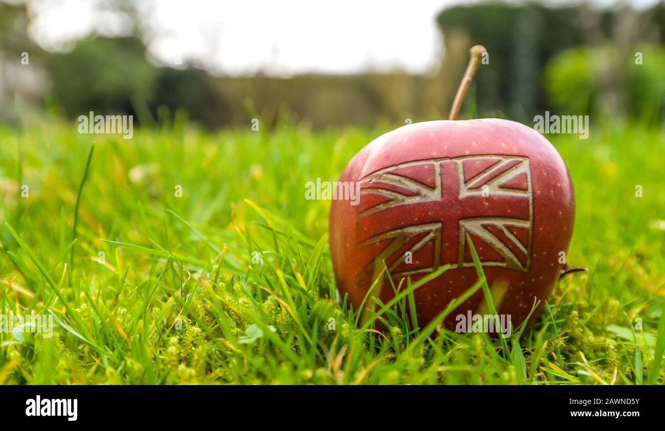 An apple with a British union jack flag on in an English garden Stock ...