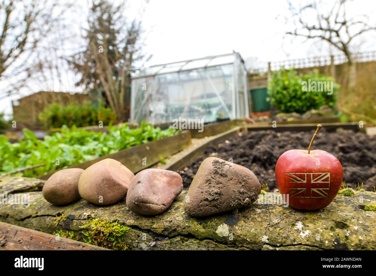An apple with a British union jack flag on in an English garden Stock ...