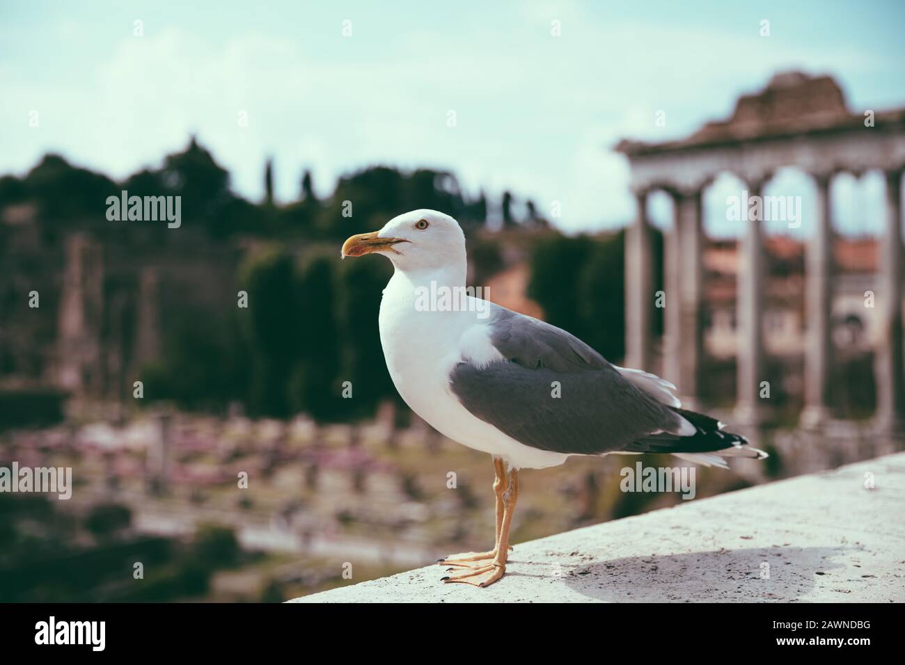 Mediterranean gull seating on stones of Roman forum in Rome, Italy ...