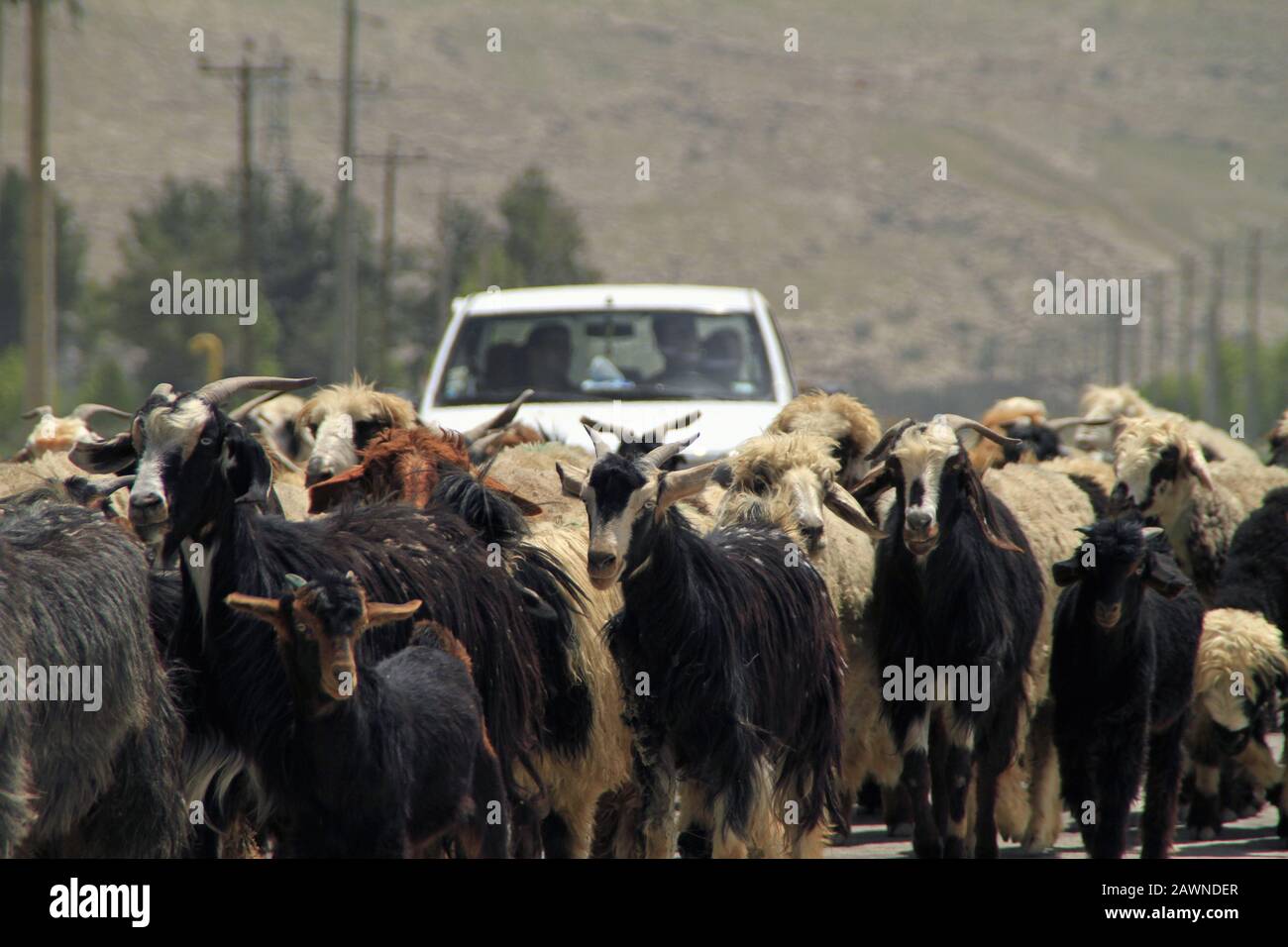 Car behind sheep hi-res stock photography and images - Alamy