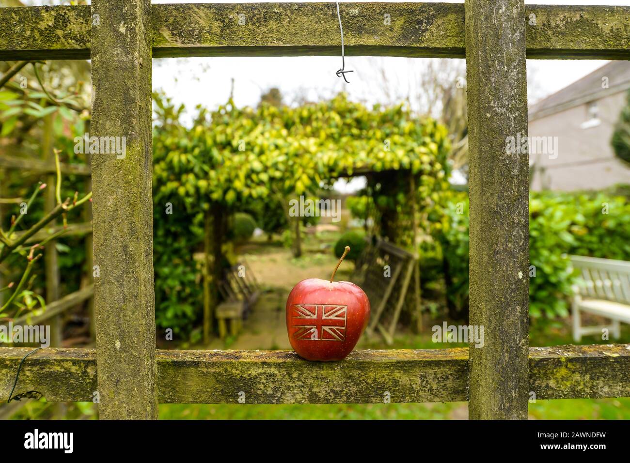 An apple with a British union jack flag on in an English garden Stock ...