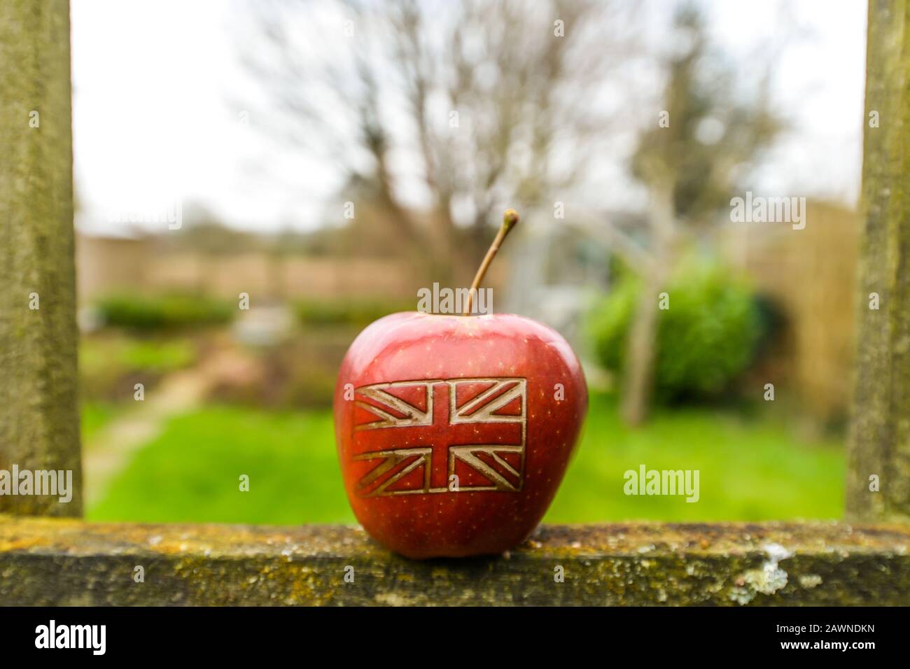 An apple with a British union jack flag on in an English garden Stock ...