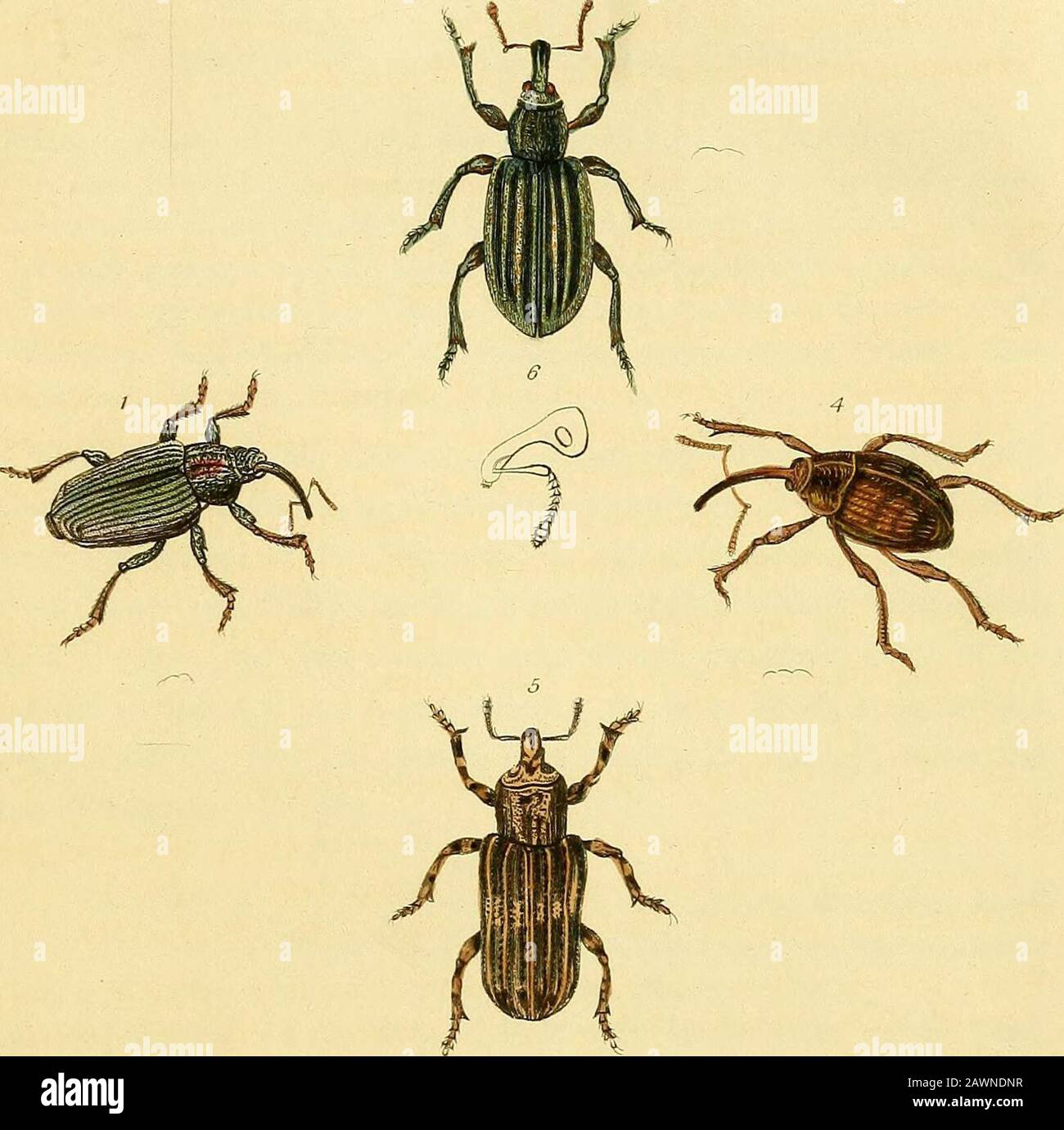 Punctured elytra hi-res stock photography and images - Alamy