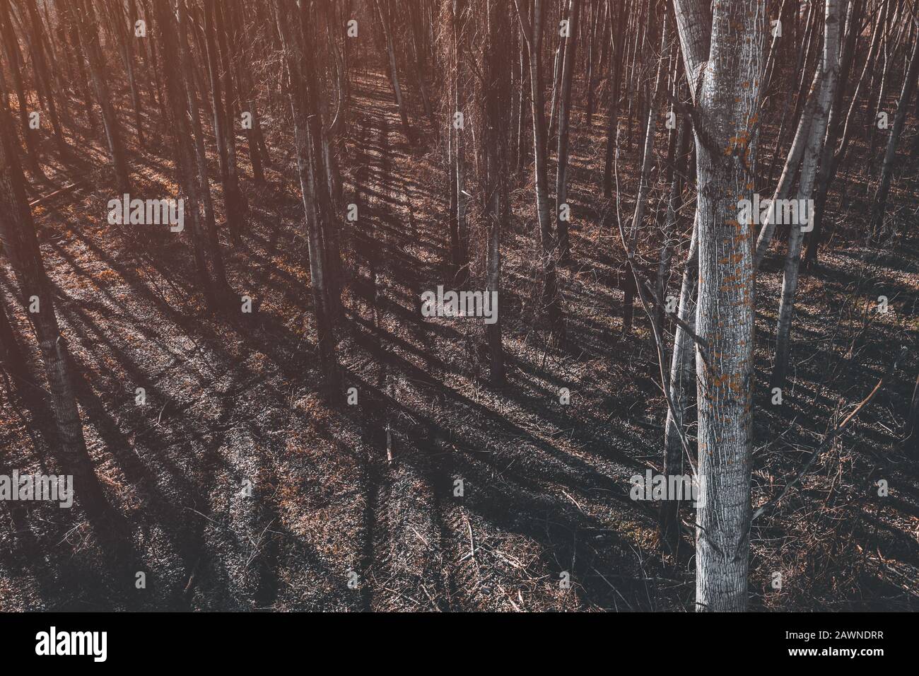 Aerial view tree nursery hi-res stock photography and images - Alamy