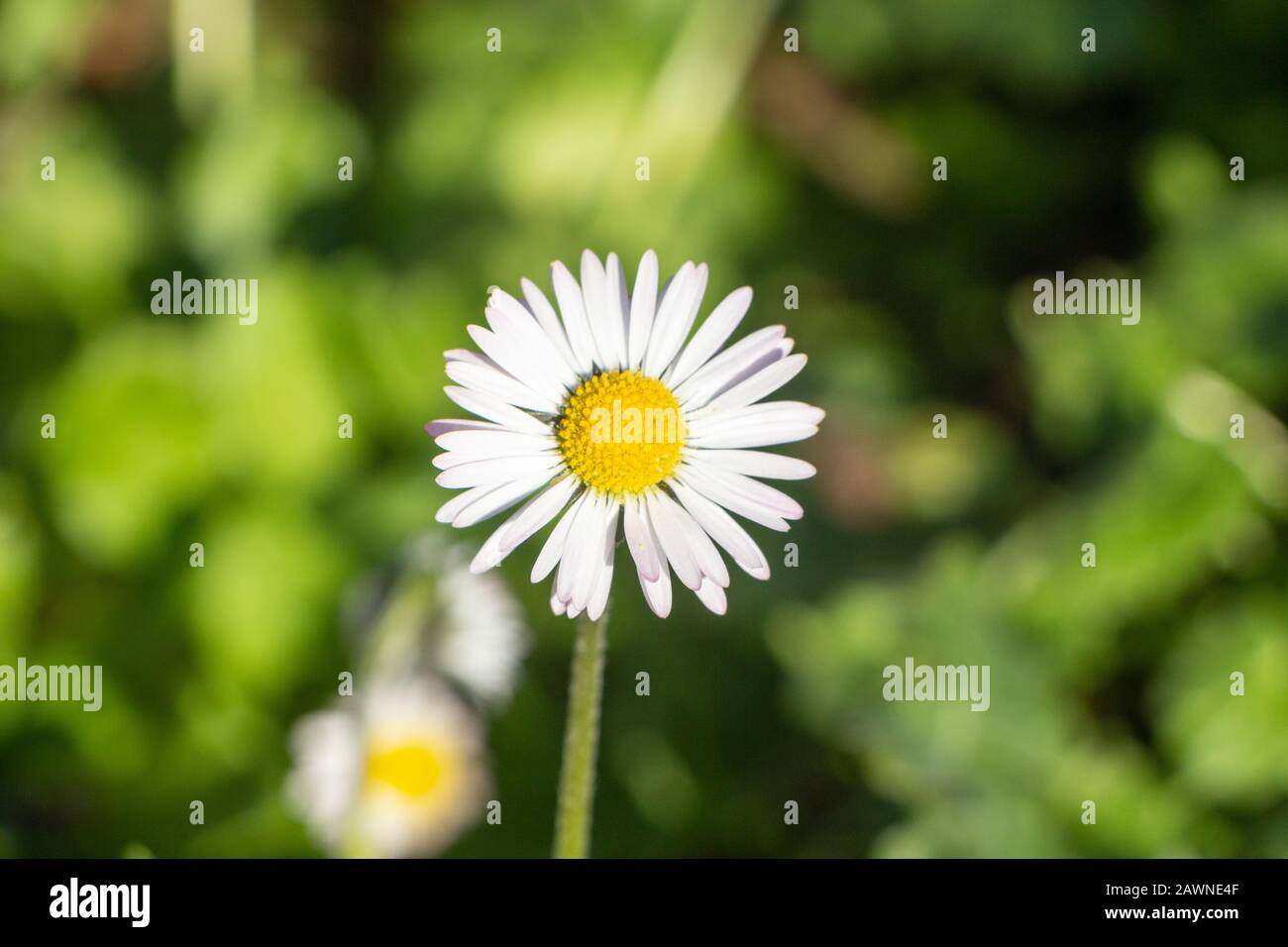 White flower of daisy in a garden during spring Stock Photo - Alamy