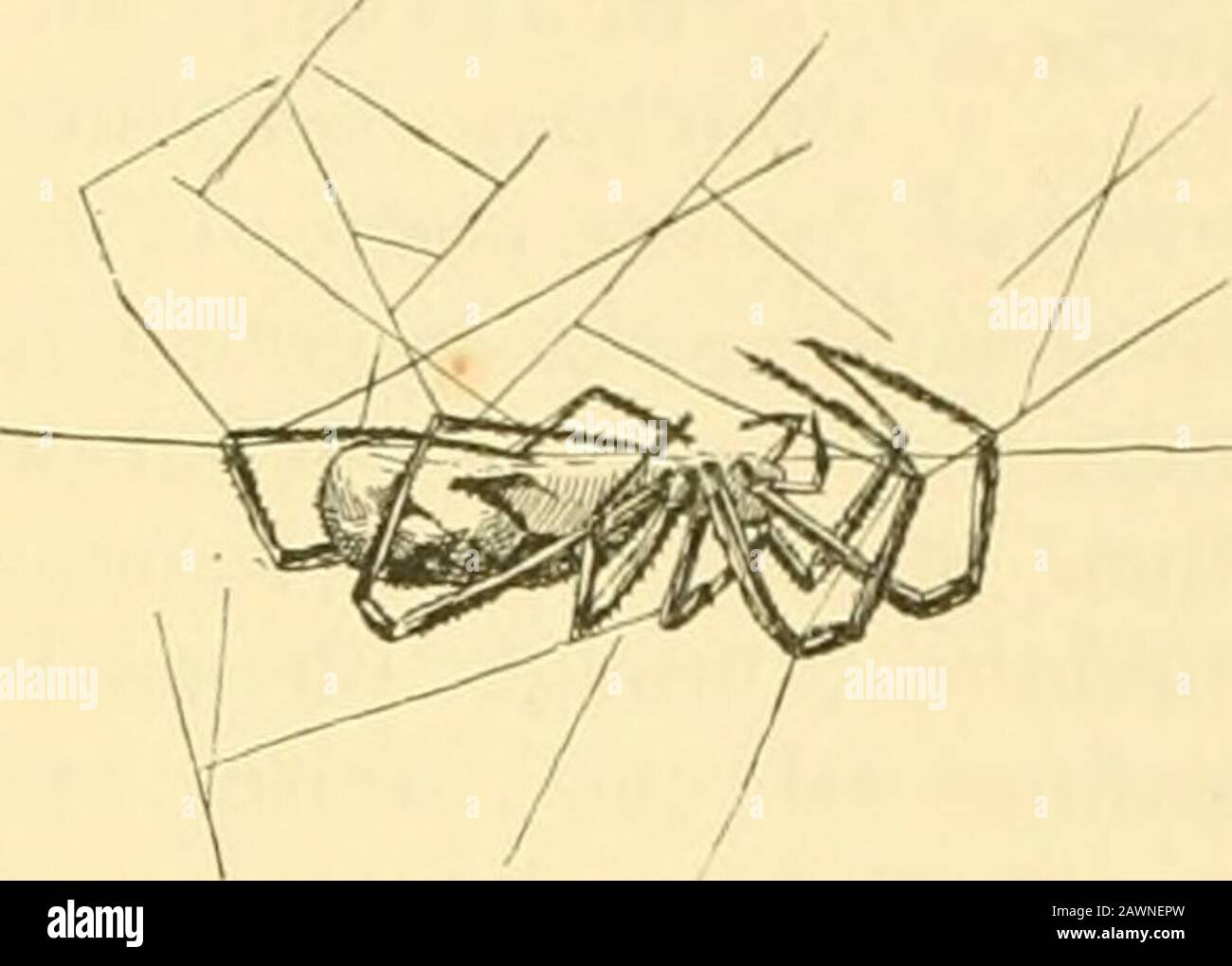 Drooping claws hi-res stock photography and images - Alamy