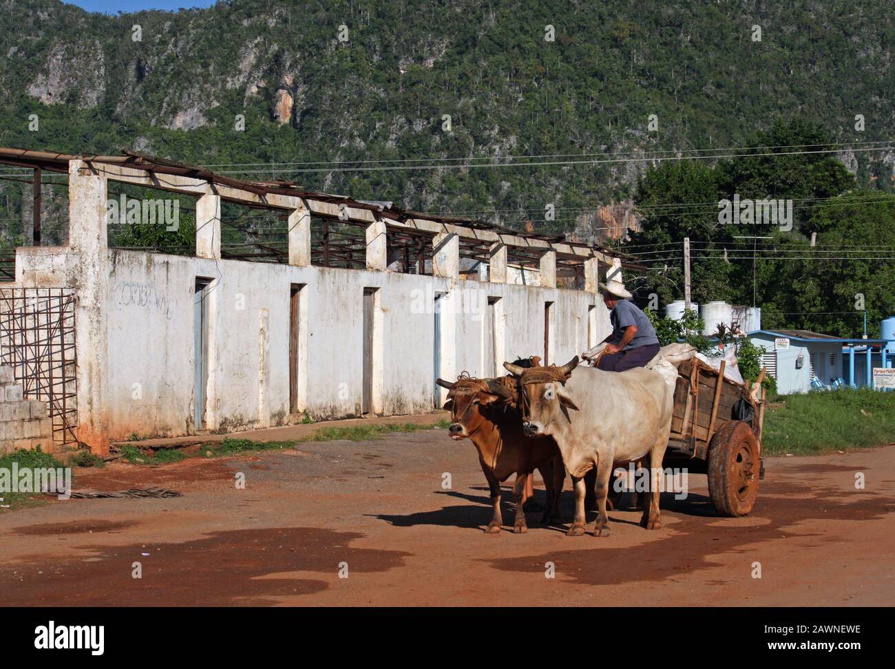 Wide angle shot of cattle carrying a man and a large load next to the ...