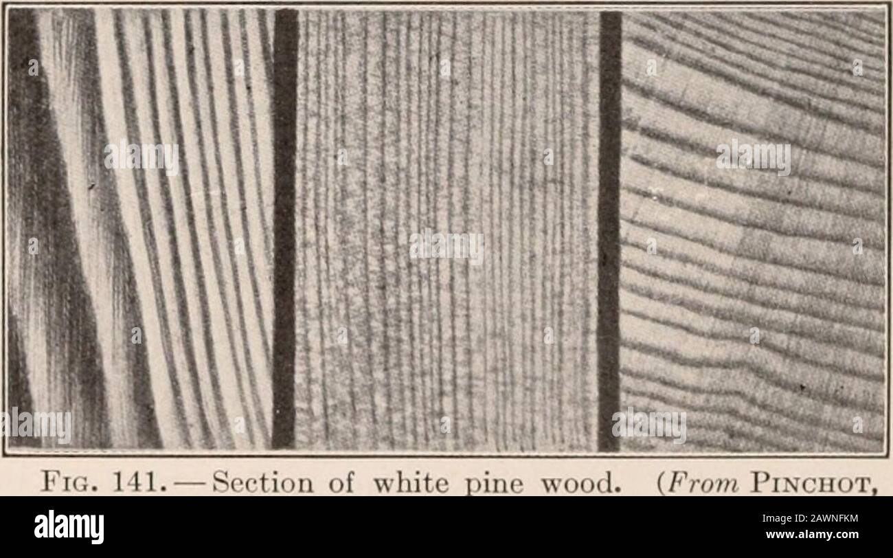 Tangential cross section hi-res stock photography and images - Alamy